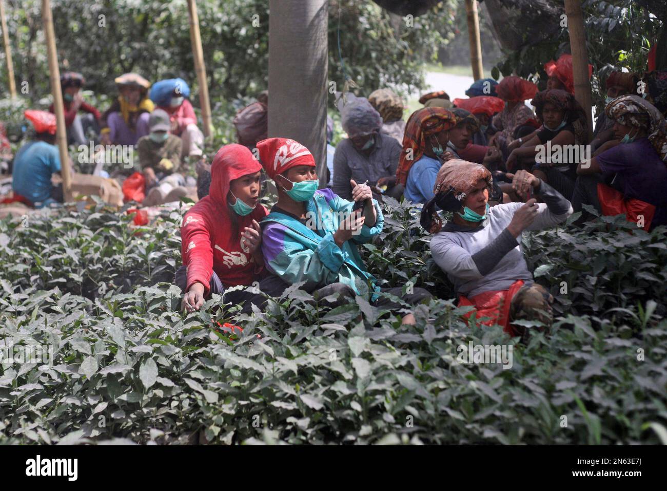 Workers wear masks to protect themselves from volcanic ash from the ...