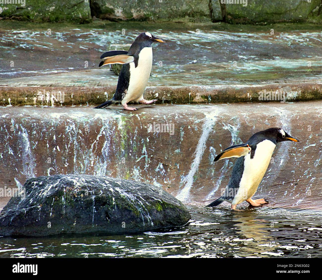 Penguins at edinburgh zoo hi-res stock photography and images - Alamy
