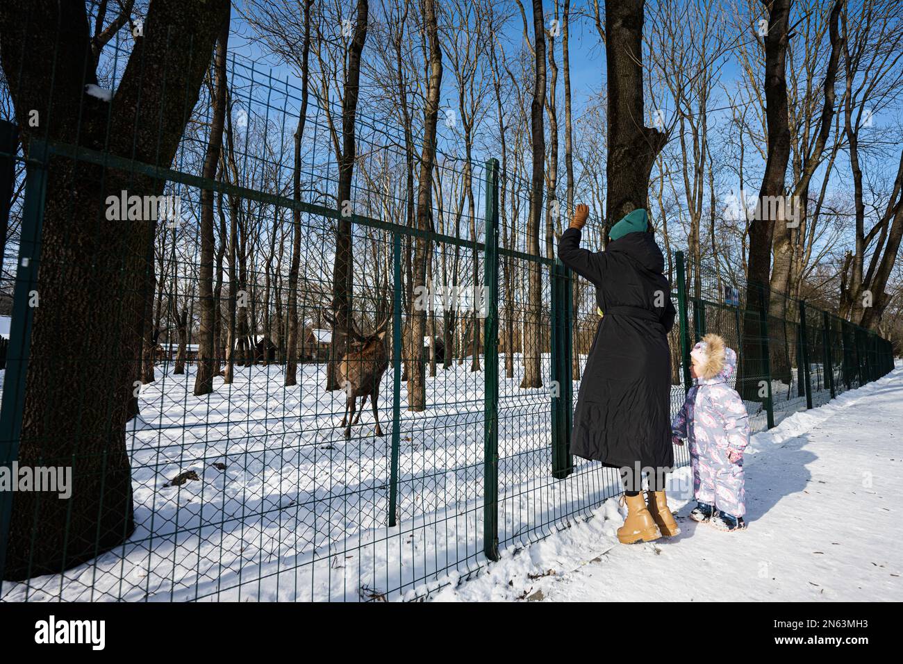 Mother and child on a sunny frosty winter day in the park feeding a ...