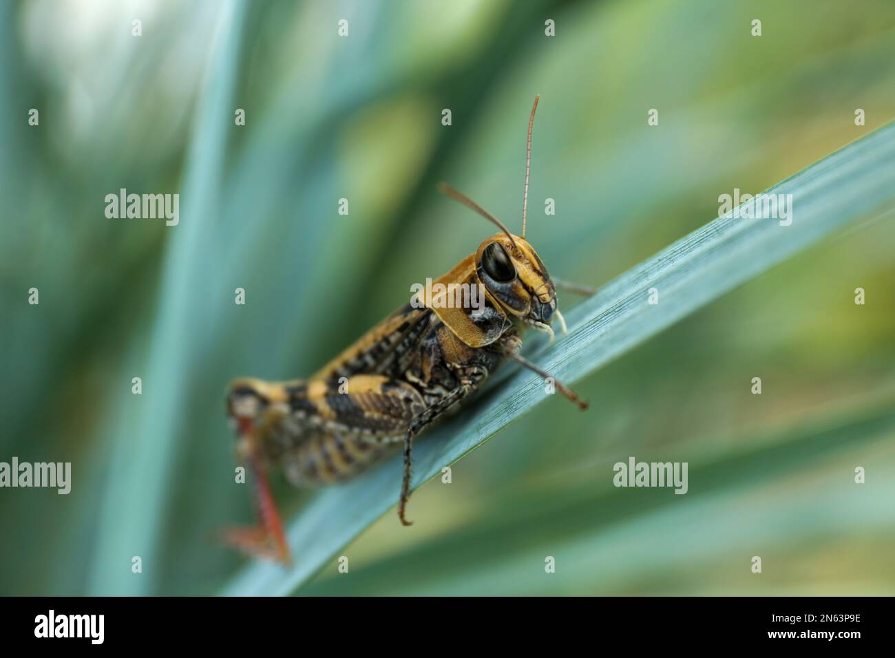 Common grasshopper on green leaf outdoors. Wild insect Stock Photo - Alamy