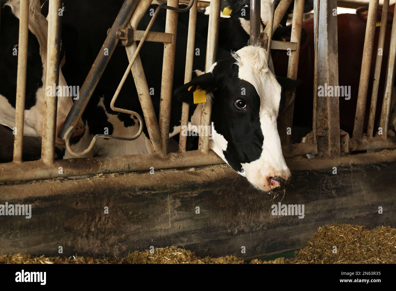 Pretty cow behind fence on farm. Animal husbandry Stock Photo - Alamy