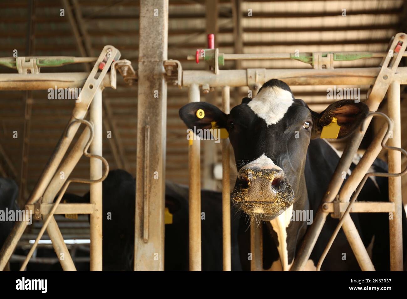 Pretty cow behind fence on farm, closeup. Animal husbandry Stock Photo ...