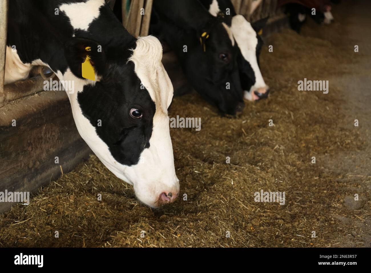 Pretty cows eating hay on farm. Animal husbandry Stock Photo - Alamy