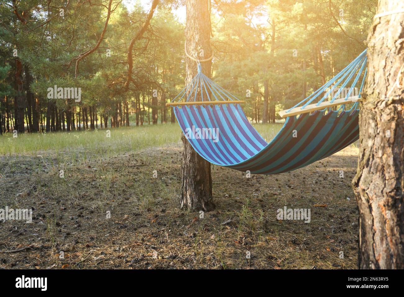 Empty hammock forest hi-res stock photography and images - Alamy