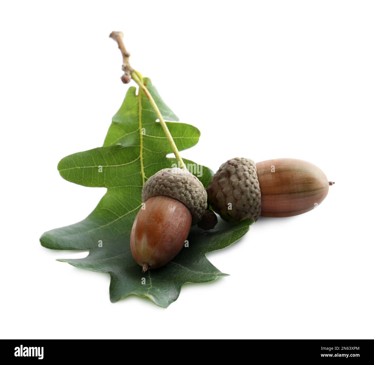 Oak twig with acorns and green leaf on white background Stock Photo - Alamy