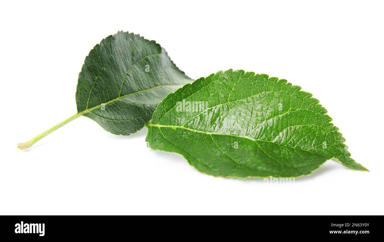 Green leaves of apple tree isolated on white Stock Photo - Alamy