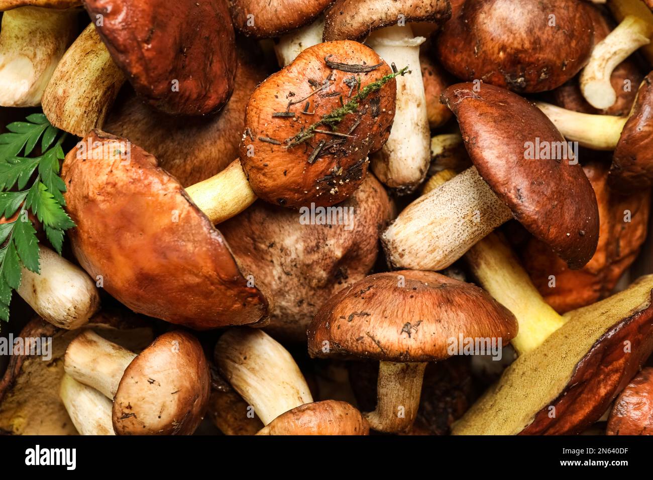 Raw wild jack hi-res stock photography and images - Alamy