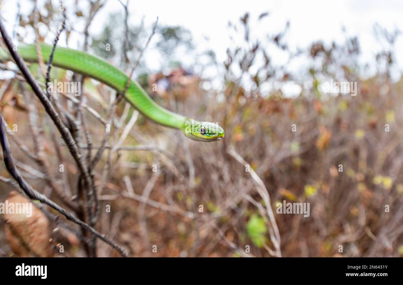 Smooth green snake hi-res stock photography and images - Alamy
