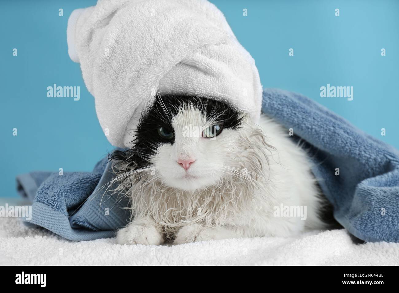 Wet cat wrapped with towels on light blue background Stock Photo - Alamy