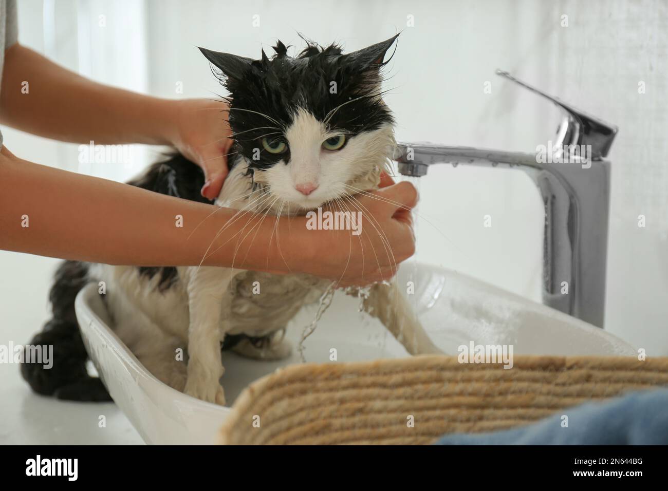 Clean bathroom sink kitten hi-res stock photography and images - Alamy