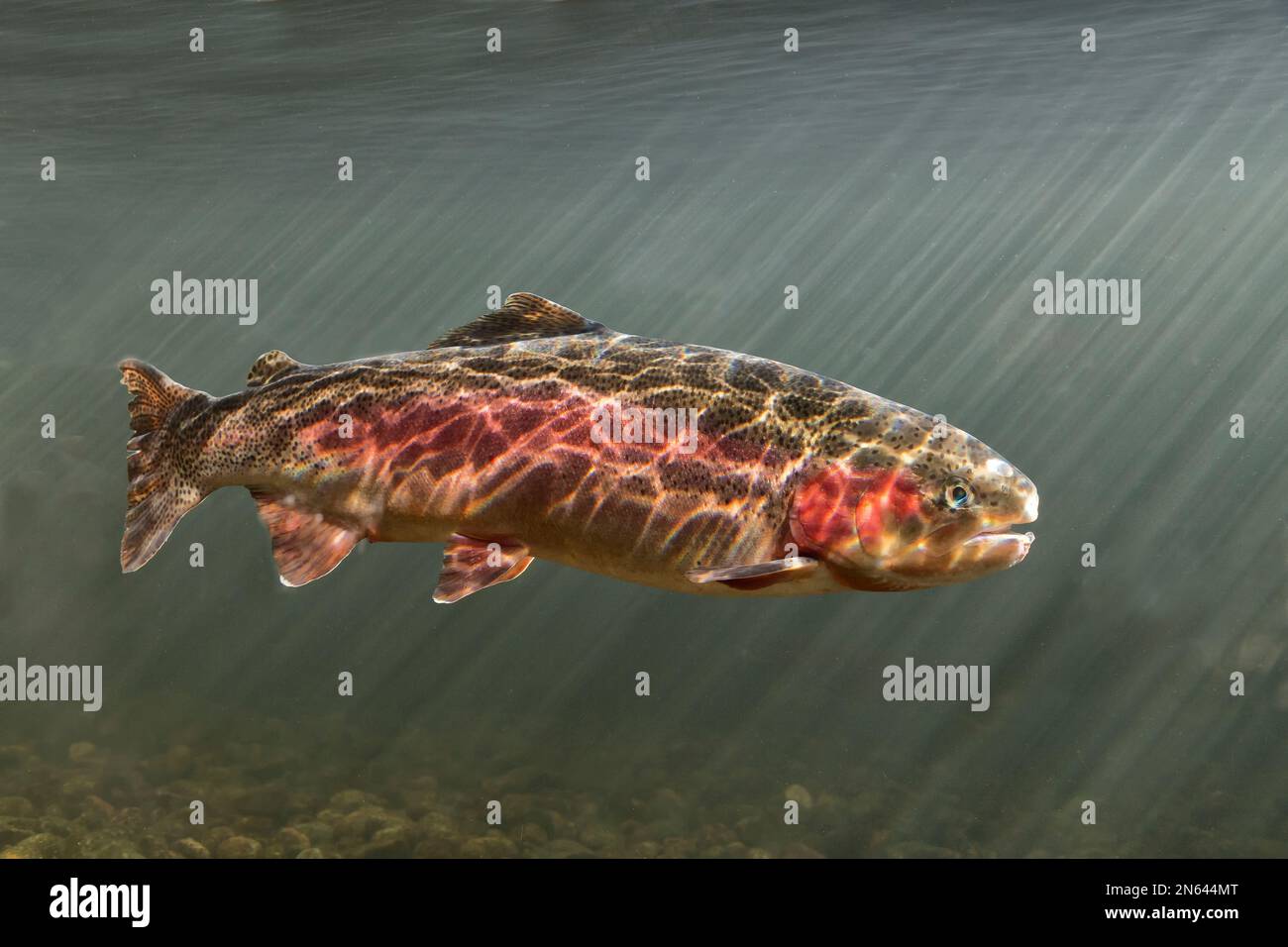Female Rainbow Trout 'Oncorhynchus mykiss', sunrays penetrating water ...