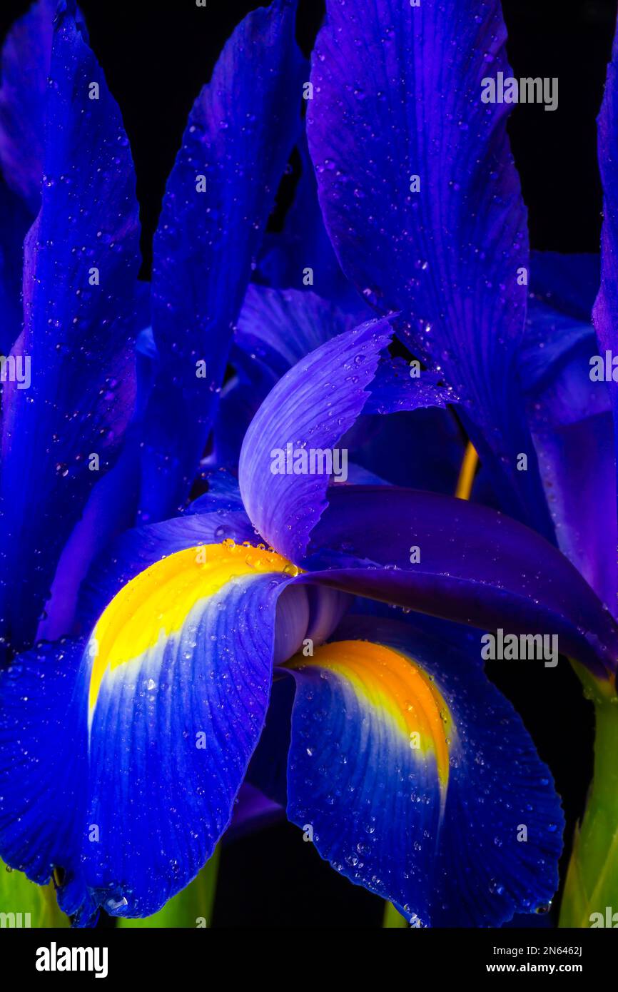 Blue iris photos hi-res stock photography and images - Alamy