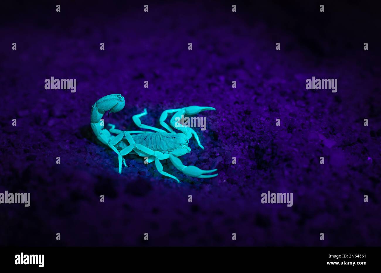 Arizona scorpion under a blacklight Stock Photo - Alamy