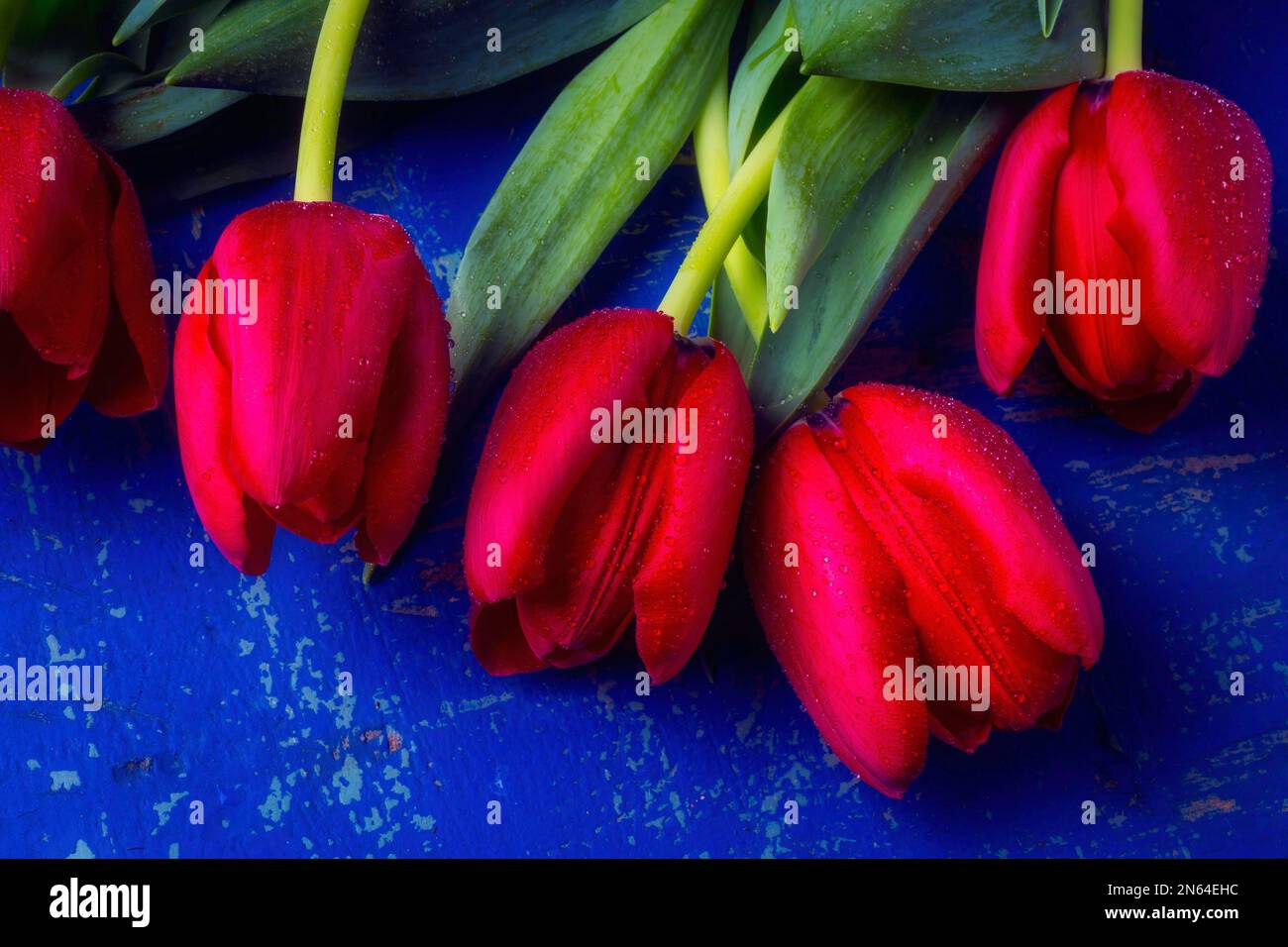 Five Red Tulips Stock Photo - Alamy
