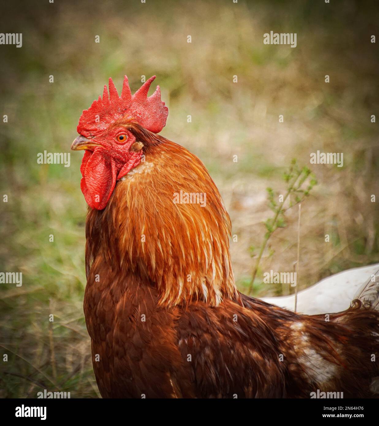 One close up rooster hi-res stock photography and images - Alamy