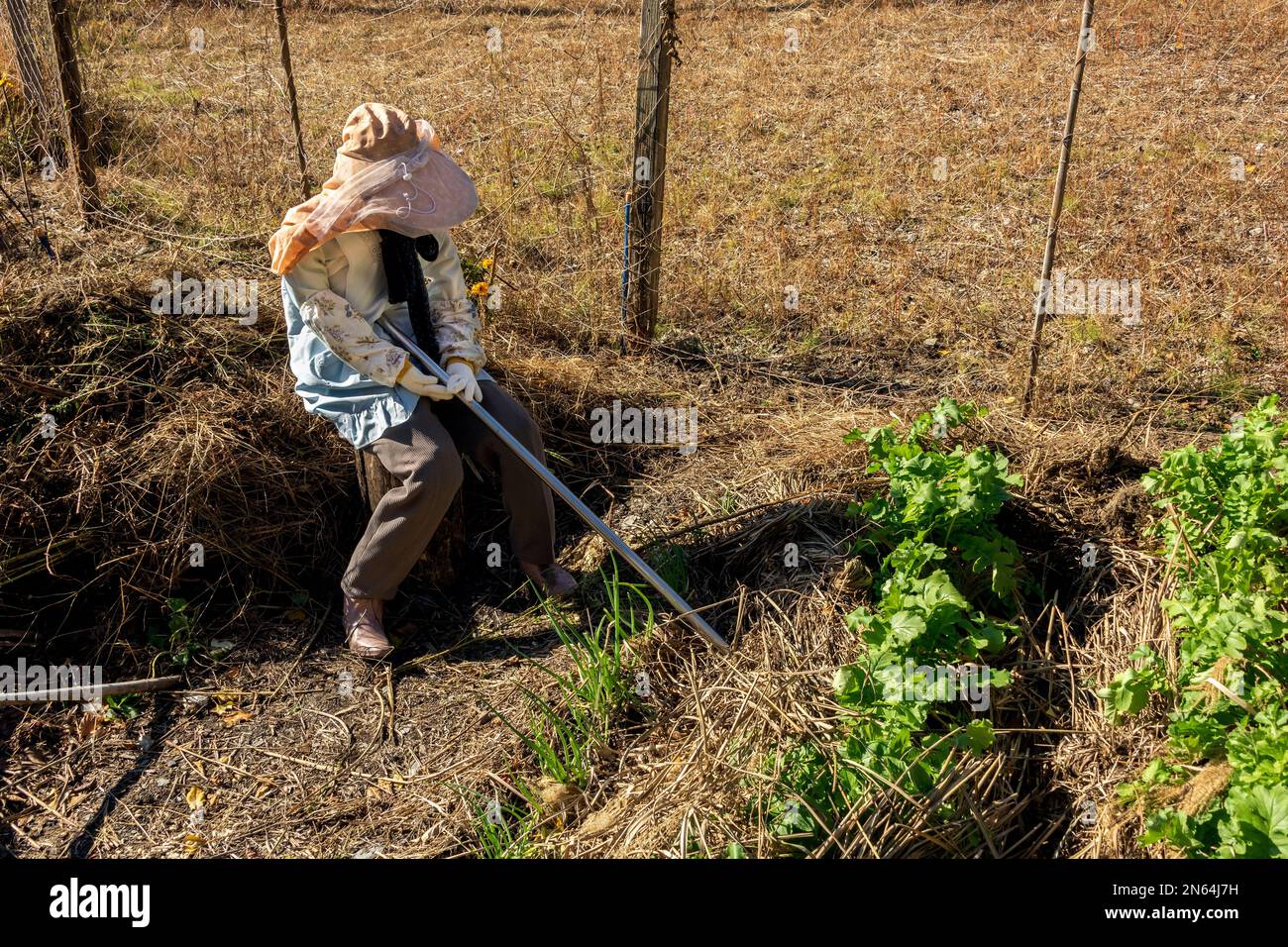 Woman gardener kakashi, Nagoro Doll Village, Iya Valley, Japan Stock ...