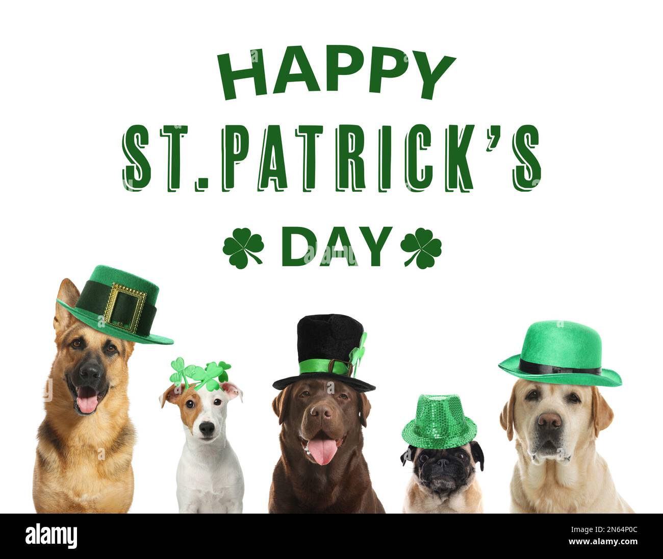Happy st patricks day dogs hi-res stock photography and images - Alamy