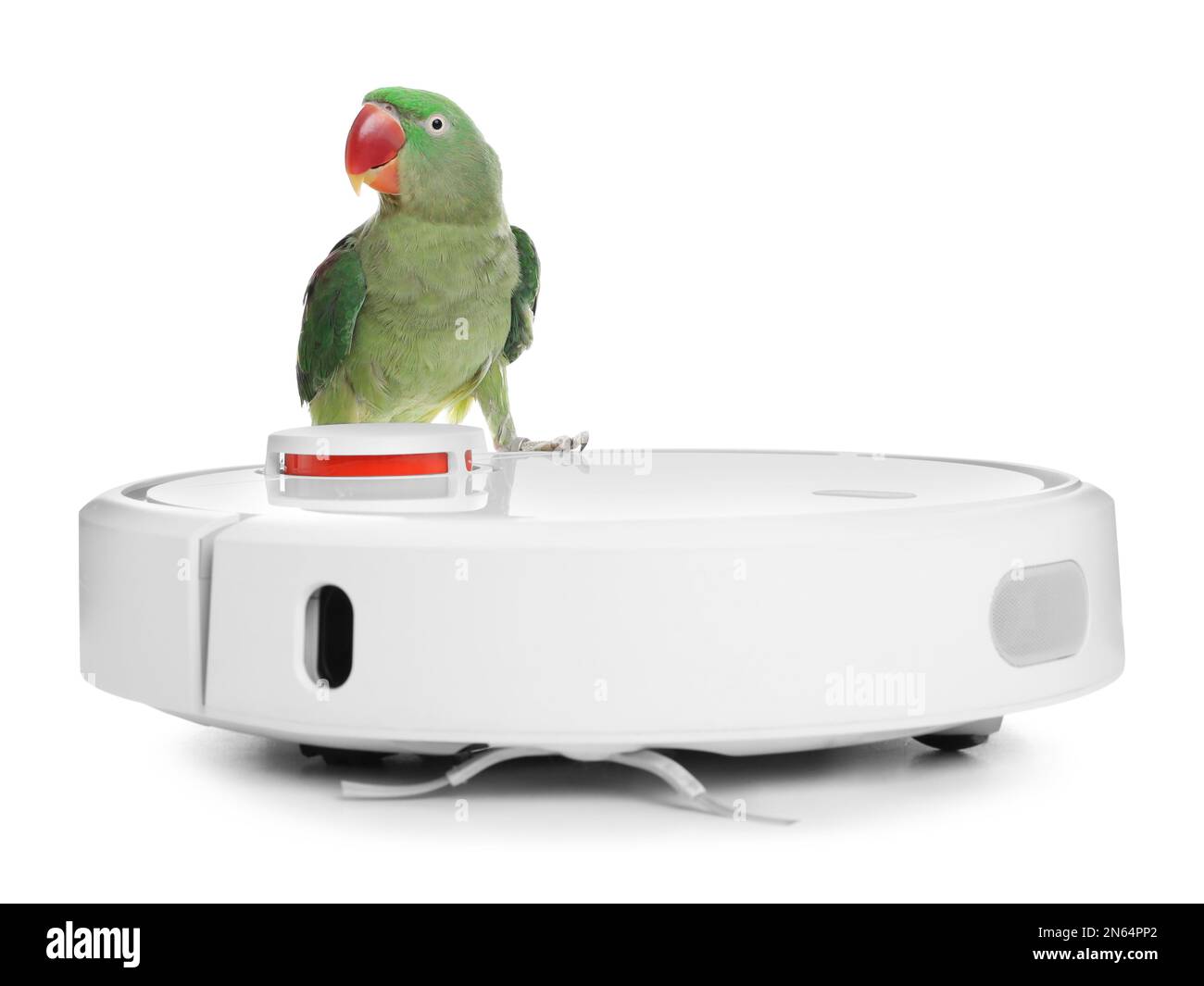 Modern robotic vacuum cleaner and Alexandrine parakeet on white ...