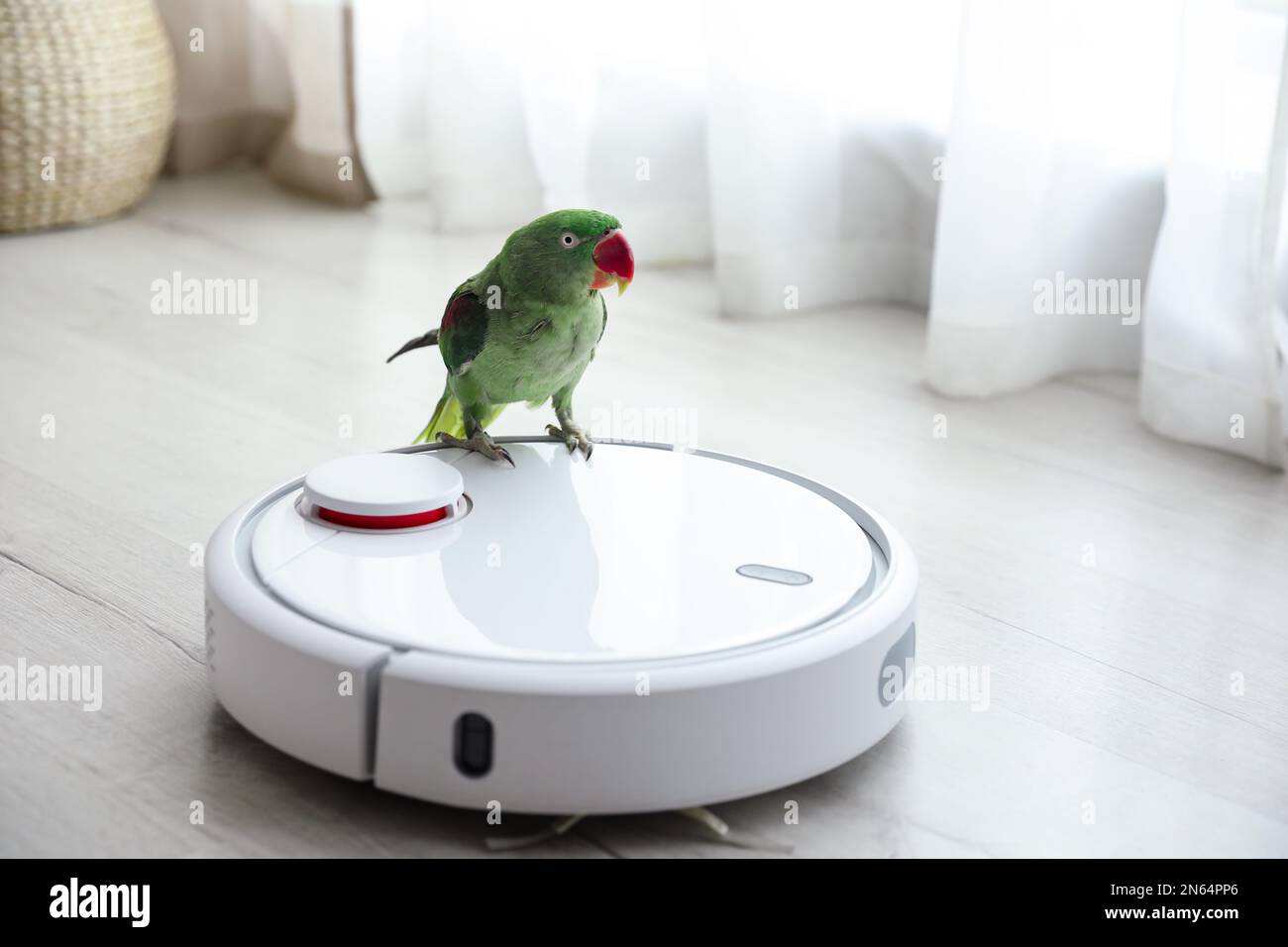 Modern robotic vacuum cleaner and Alexandrine parakeet on floor indoors ...