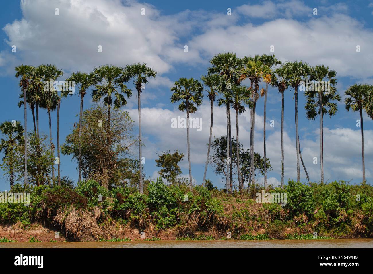 Palm trees along the river bank of the Philippines Stock Photo - Alamy