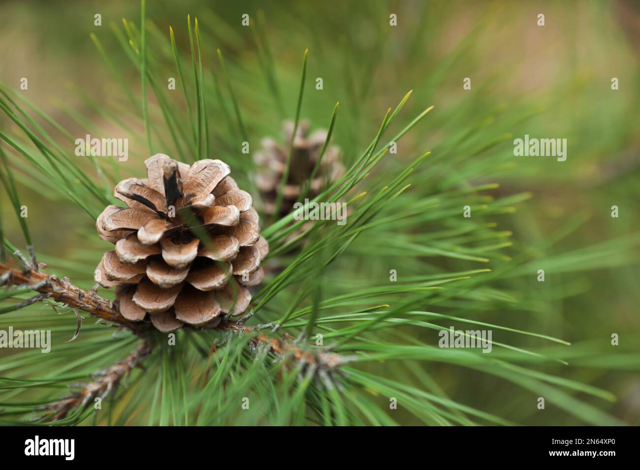 Cone growing on pine branch outdoors, closeup Stock Photo - Alamy