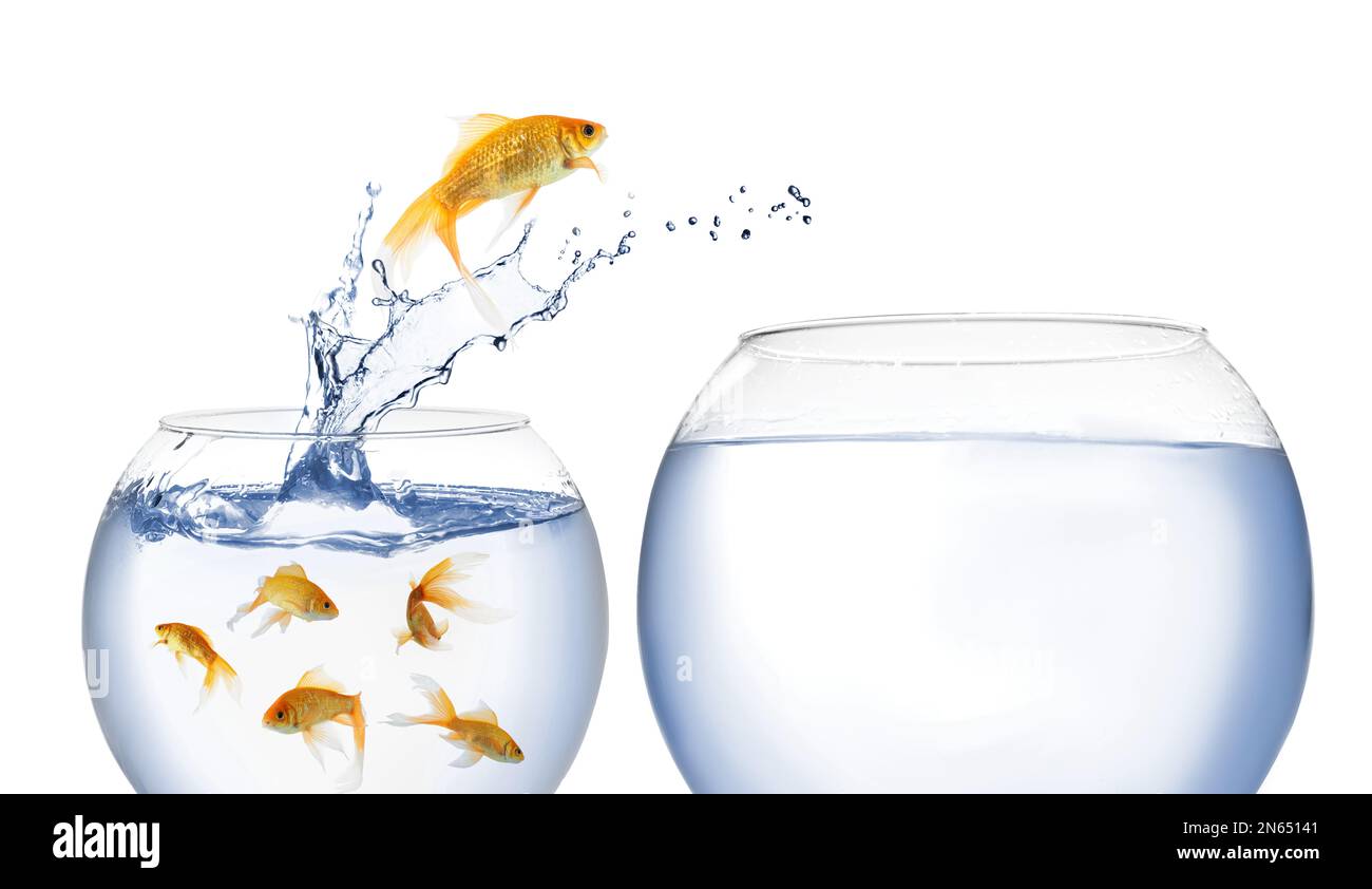 Beautiful goldfish jumping out of water on white background Stock Photo ...