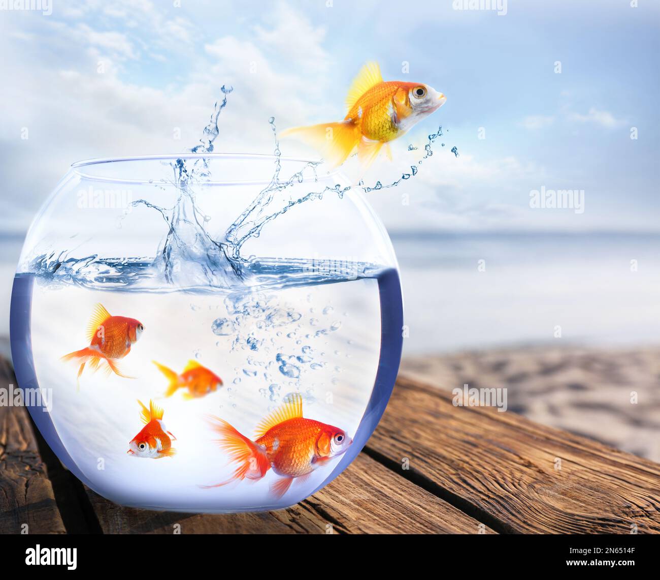 jumping goldfish and ocean with sky and water reflection Stock Photo ...