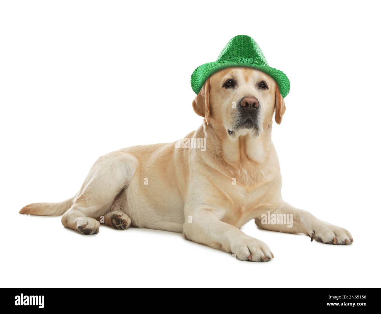 Cute labrador retriever with leprechaun hat on white background. St ...