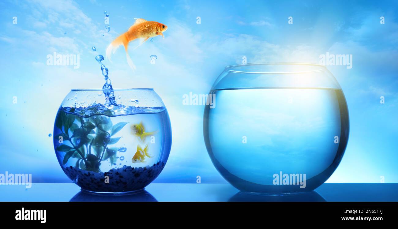 Goldfish jumping hi-res stock photography and images - Alamy