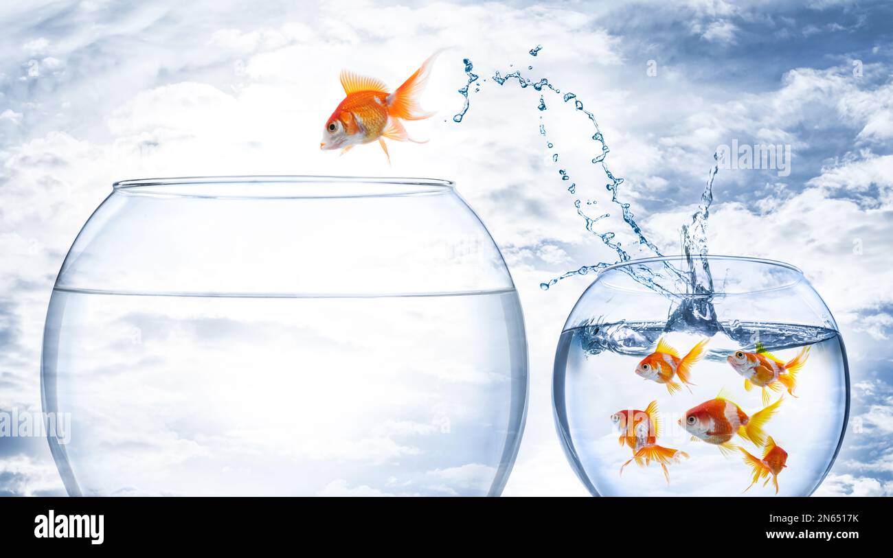 Goldfish jumping out water isolated hi-res stock photography and images ...