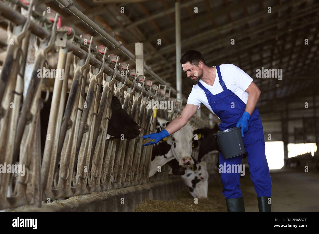 Worker feeding cow with hay on farm. Animal husbandry Stock Photo - Alamy