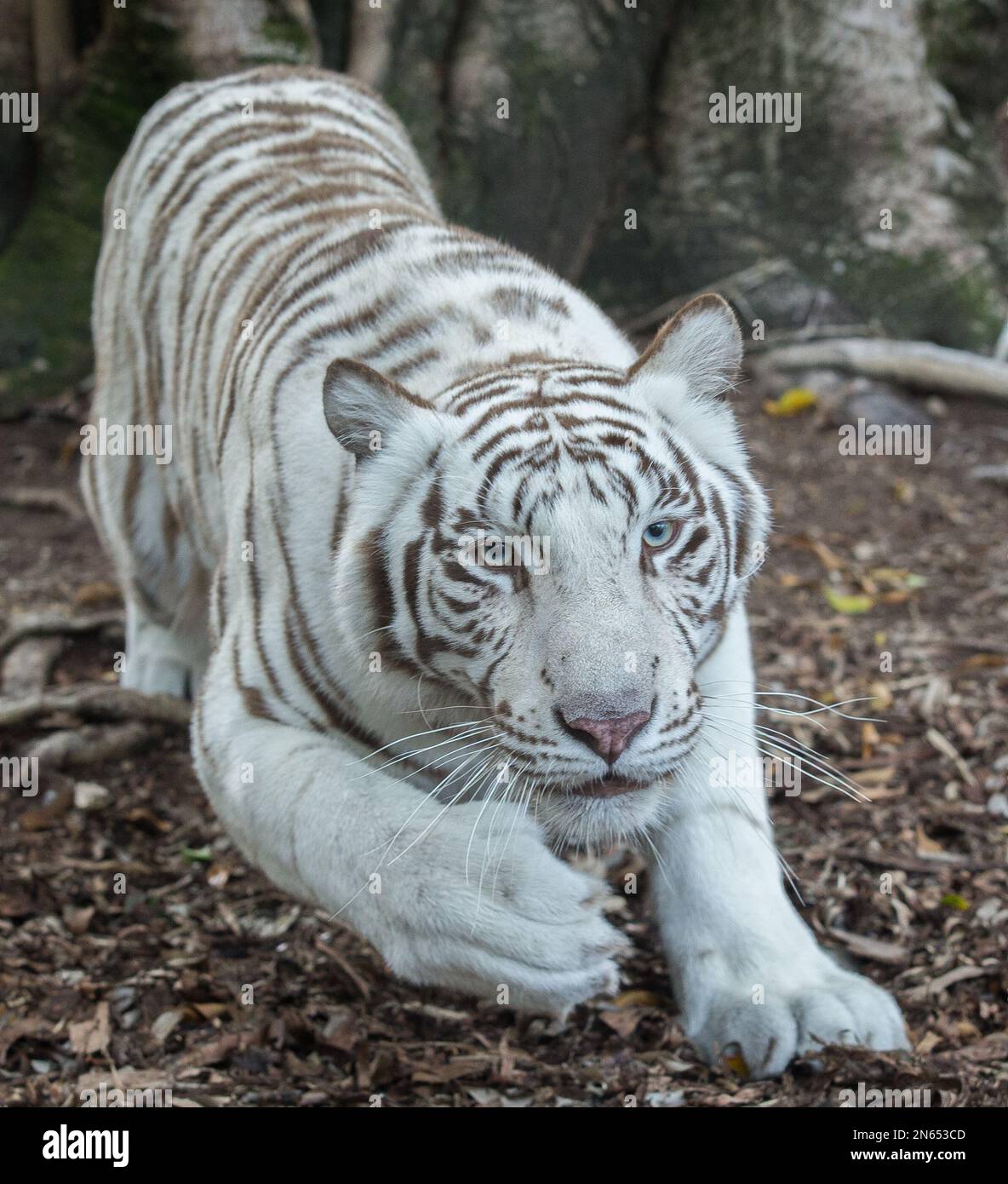 Bengal tiger moving gracefully through water Stock Photo - Alamy