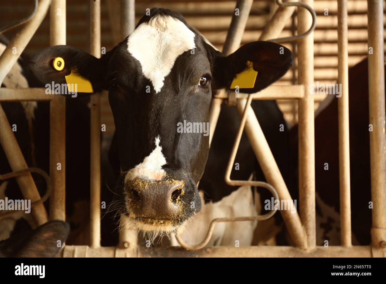Pretty cow near fence on farm, closeup. Animal husbandry Stock Photo ...