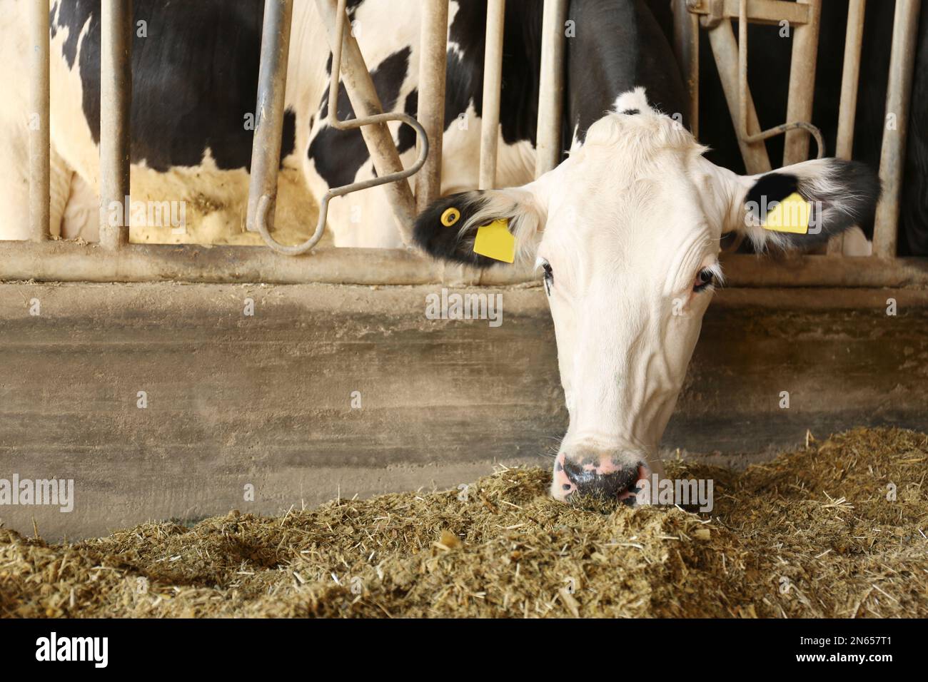 Pretty cow eating hay hi-res stock photography and images - Alamy