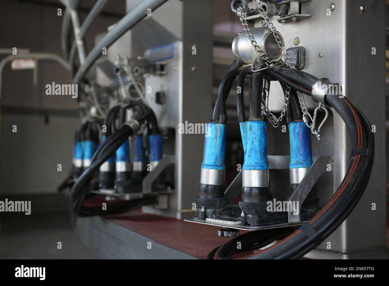 Automatic milking system in parlor, space for text. Modern dairy farm Stock Photo - Alamy