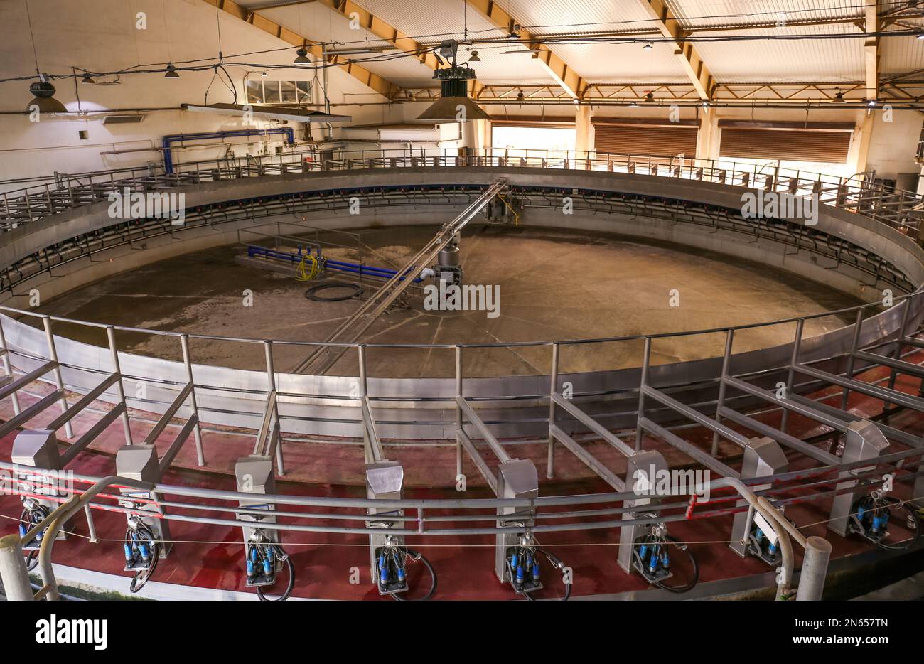 Automated rotary milking parlor. Modern dairy farm Stock Photo - Alamy