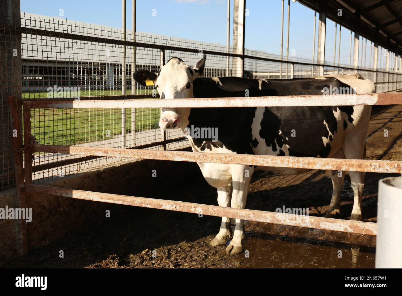 Pretty cow behind fence on farm. Animal husbandry Stock Photo - Alamy