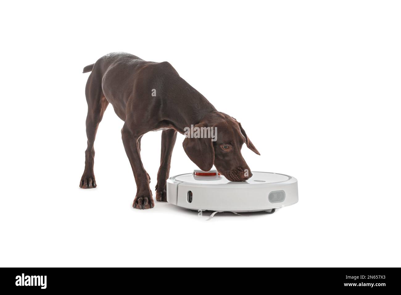 Modern robotic vacuum cleaner and German Shorthaired Pointer dog on ...