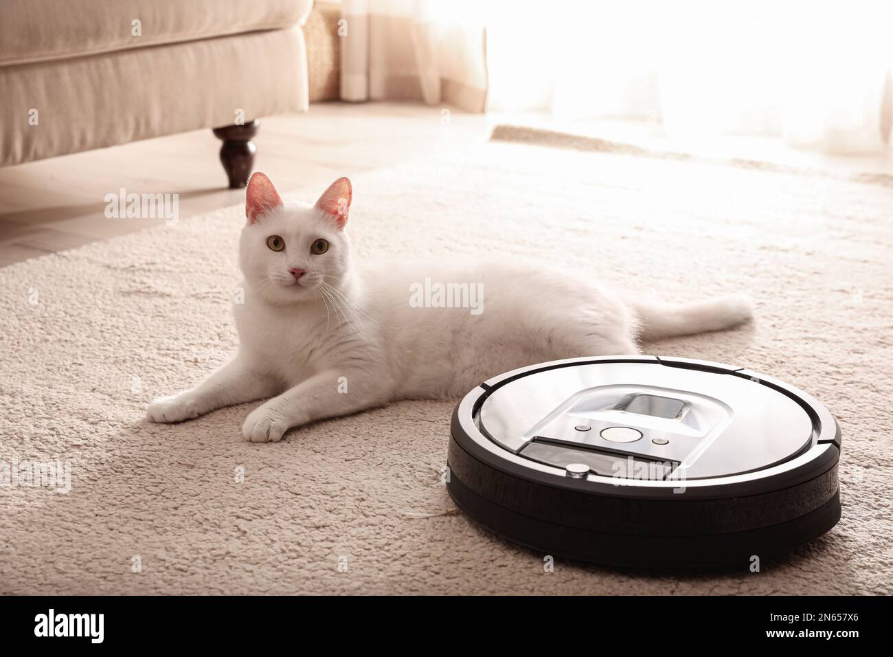 Modern robotic vacuum cleaner and cute cat on floor indoors Stock Photo ...