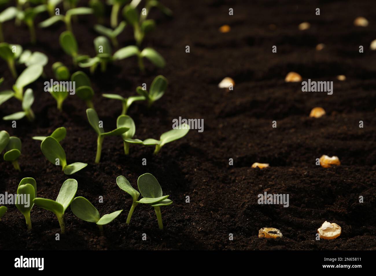 Soil vegetables hi-res stock photography and images - Alamy