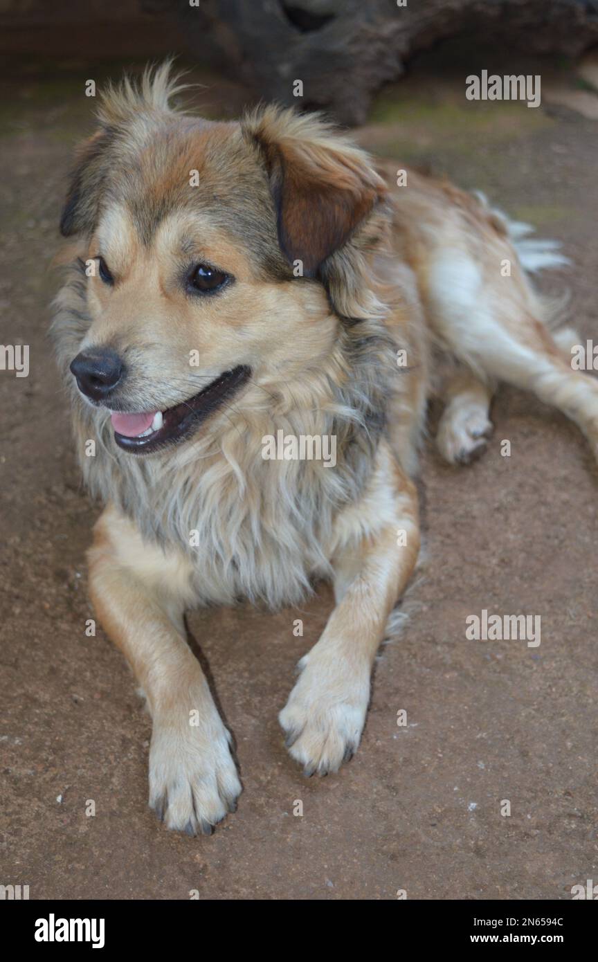 My dog. Close up shot Stock Photo - Alamy