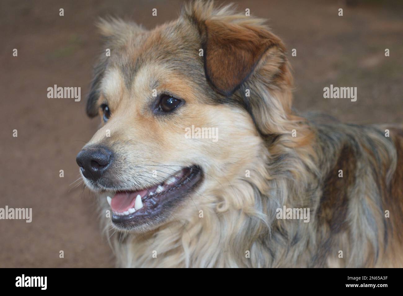 My dog. Close up shot Stock Photo - Alamy