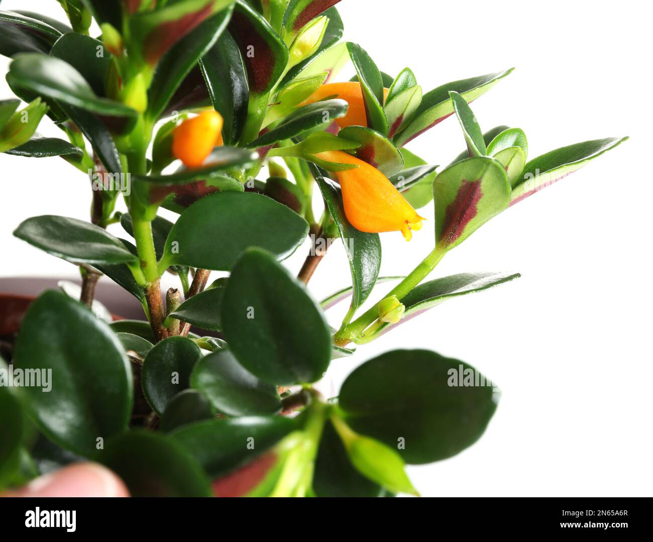 Beautiful potted Goldfish plant isolated on white Stock Photo - Alamy