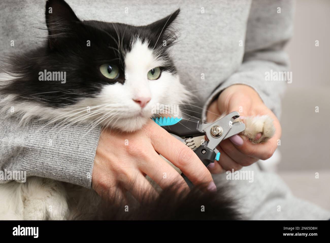 Woman cutting claws of cute cat with clipper on grey background ...