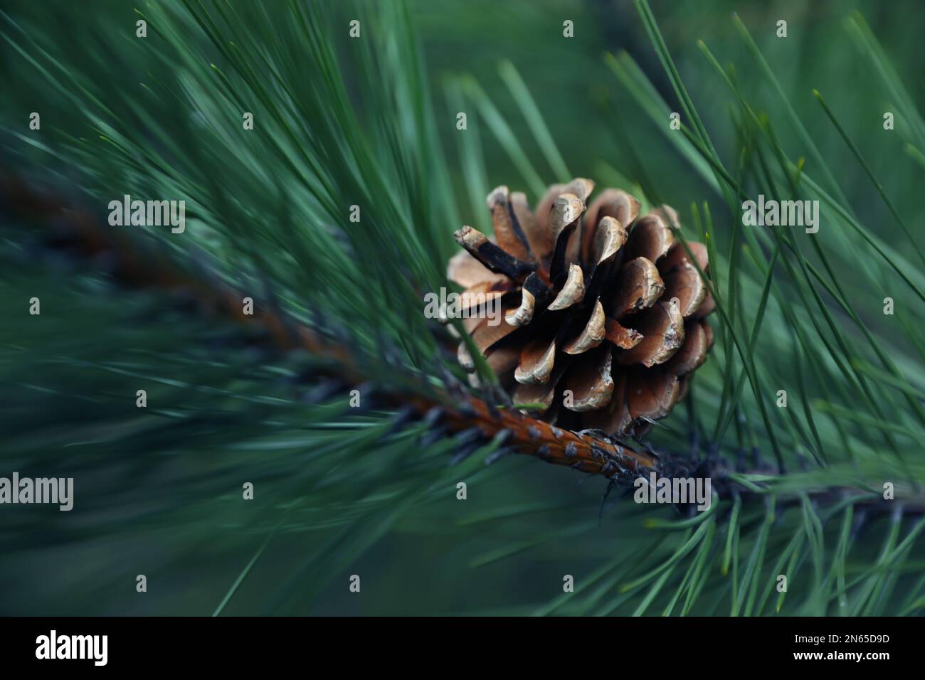 Cone growing on pine branch outdoors, closeup Stock Photo - Alamy