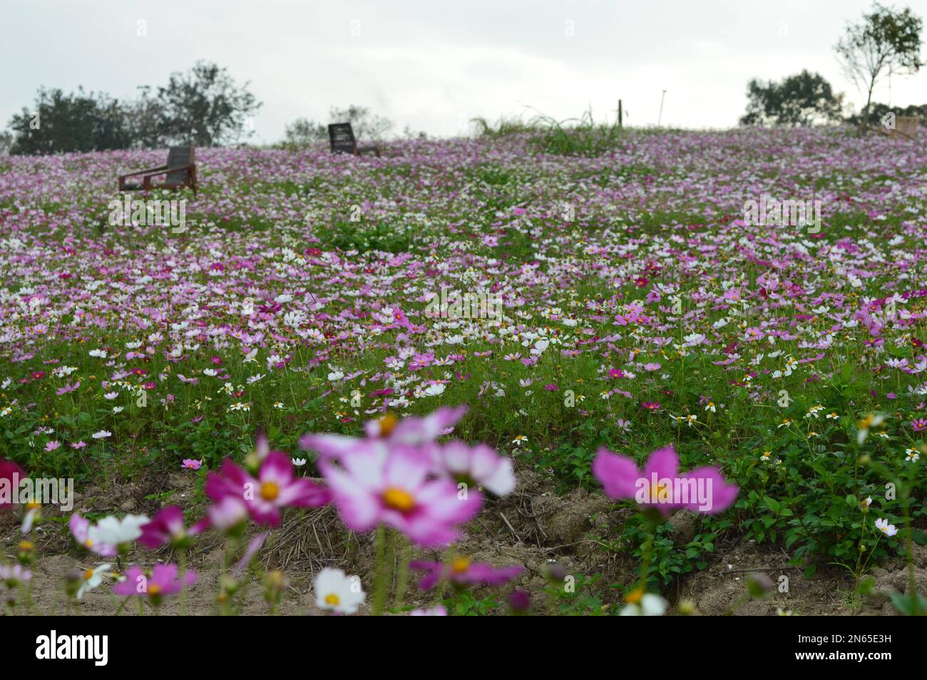 Beautiful and amazing of cosmos flower field landscape Stock Photo - Alamy