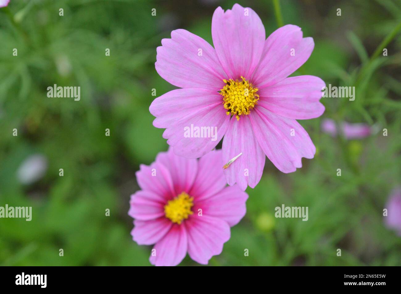 Beautiful and amazing of cosmos flower field landscape Stock Photo - Alamy