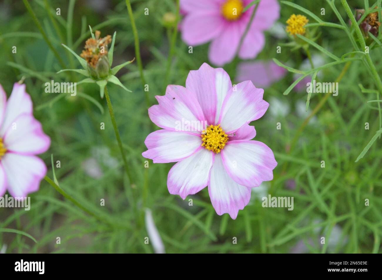 Beautiful and amazing of cosmos flower field landscape Stock Photo - Alamy