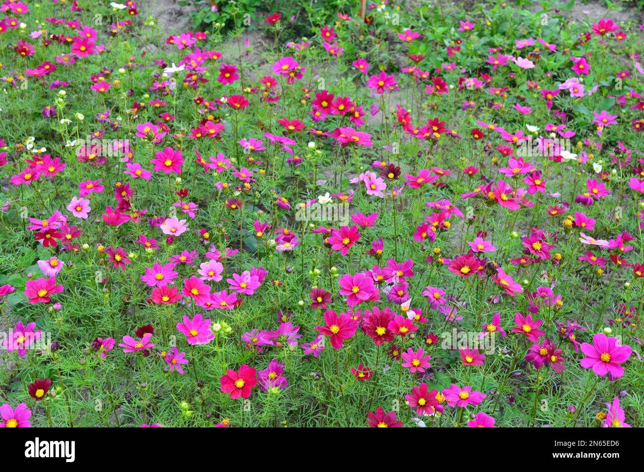 Beautiful and amazing of cosmos flower field landscape Stock Photo - Alamy