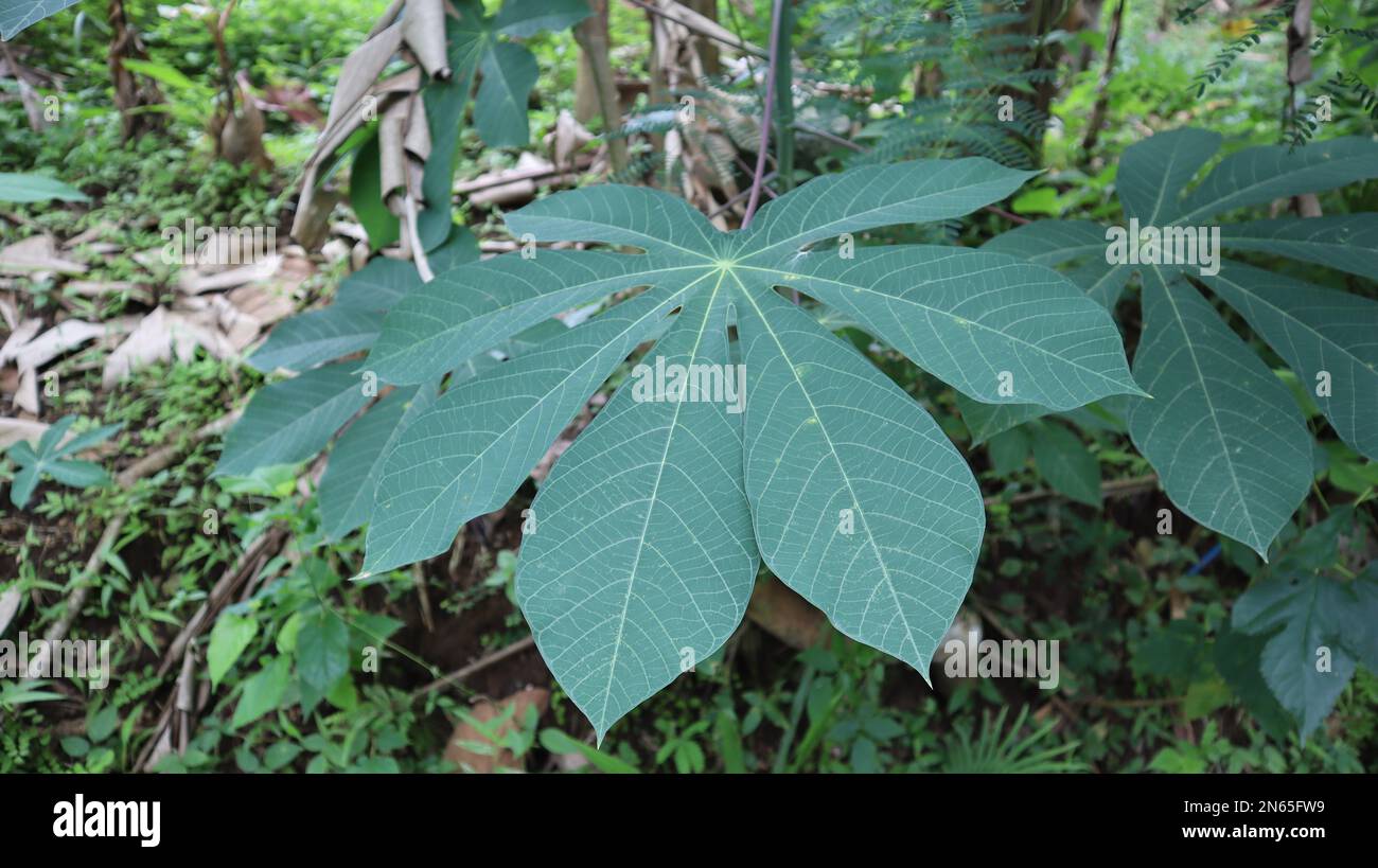Close up shot of cassava leaves on a tree with natural light outdoors ...